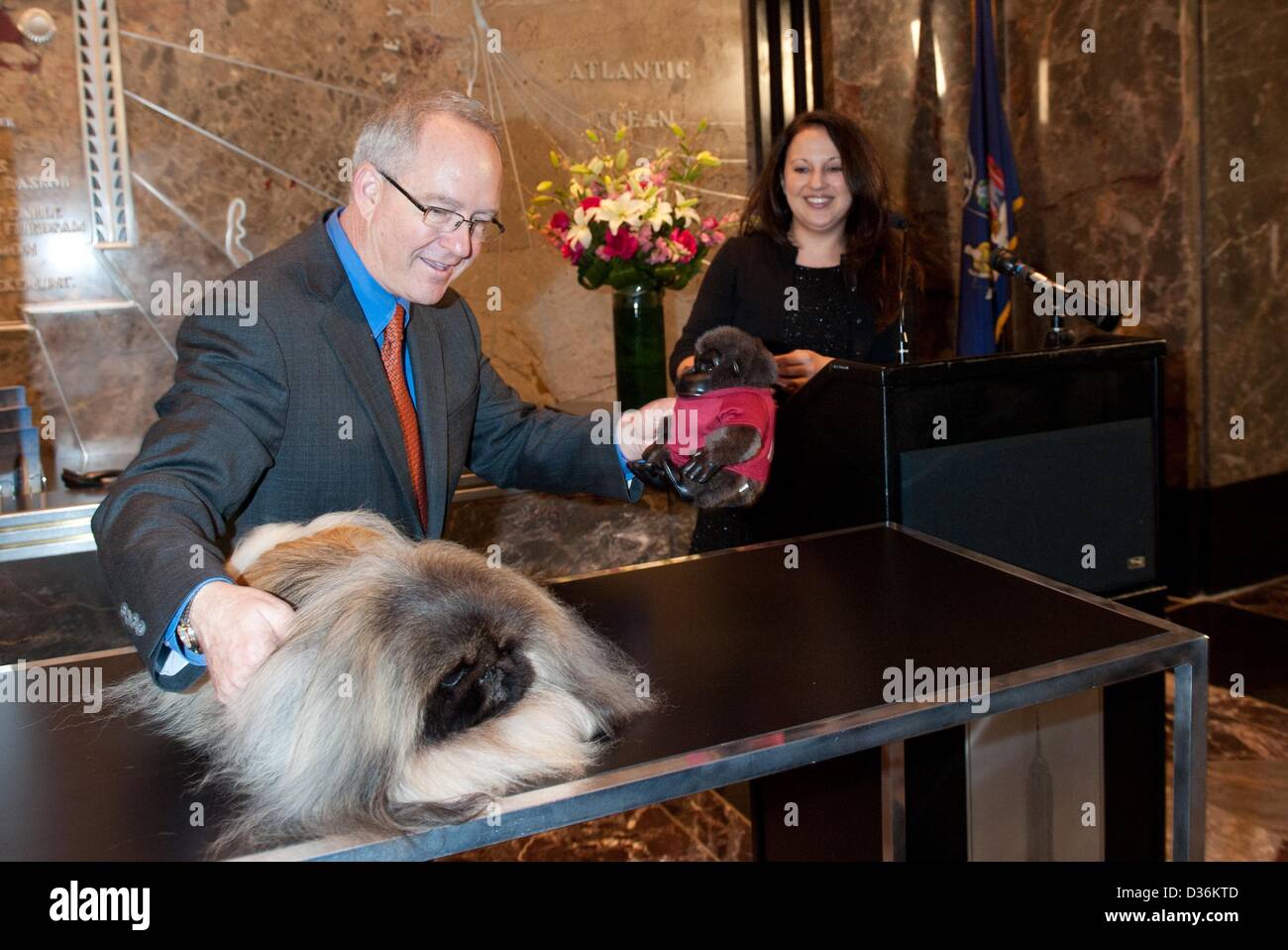 New York, New York, U.S. 11th Feb, 2013. The 2012 Westminster Kennel ...