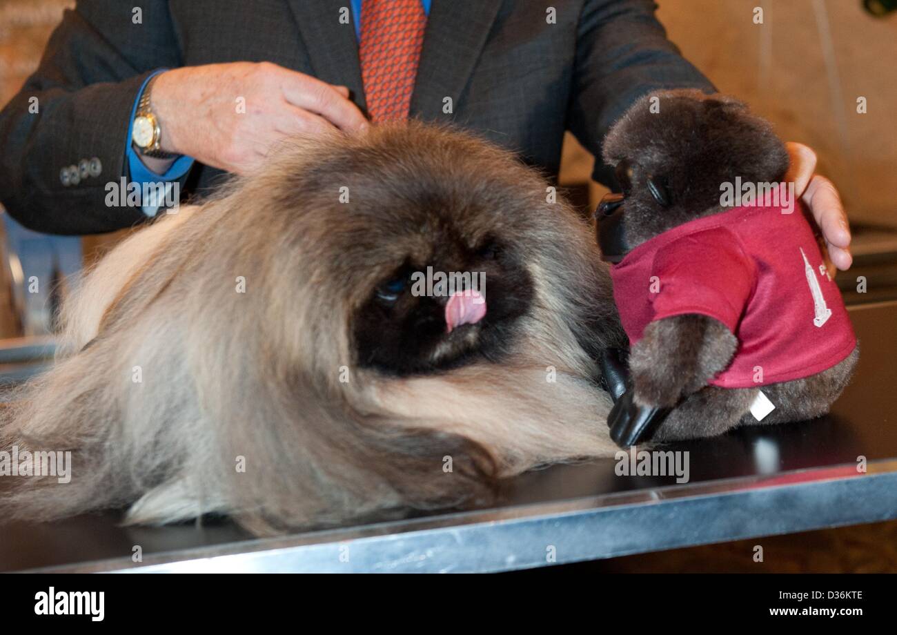New York, New York, U.S. 11th Feb, 2013. The 2012 Westminster Kennel ...