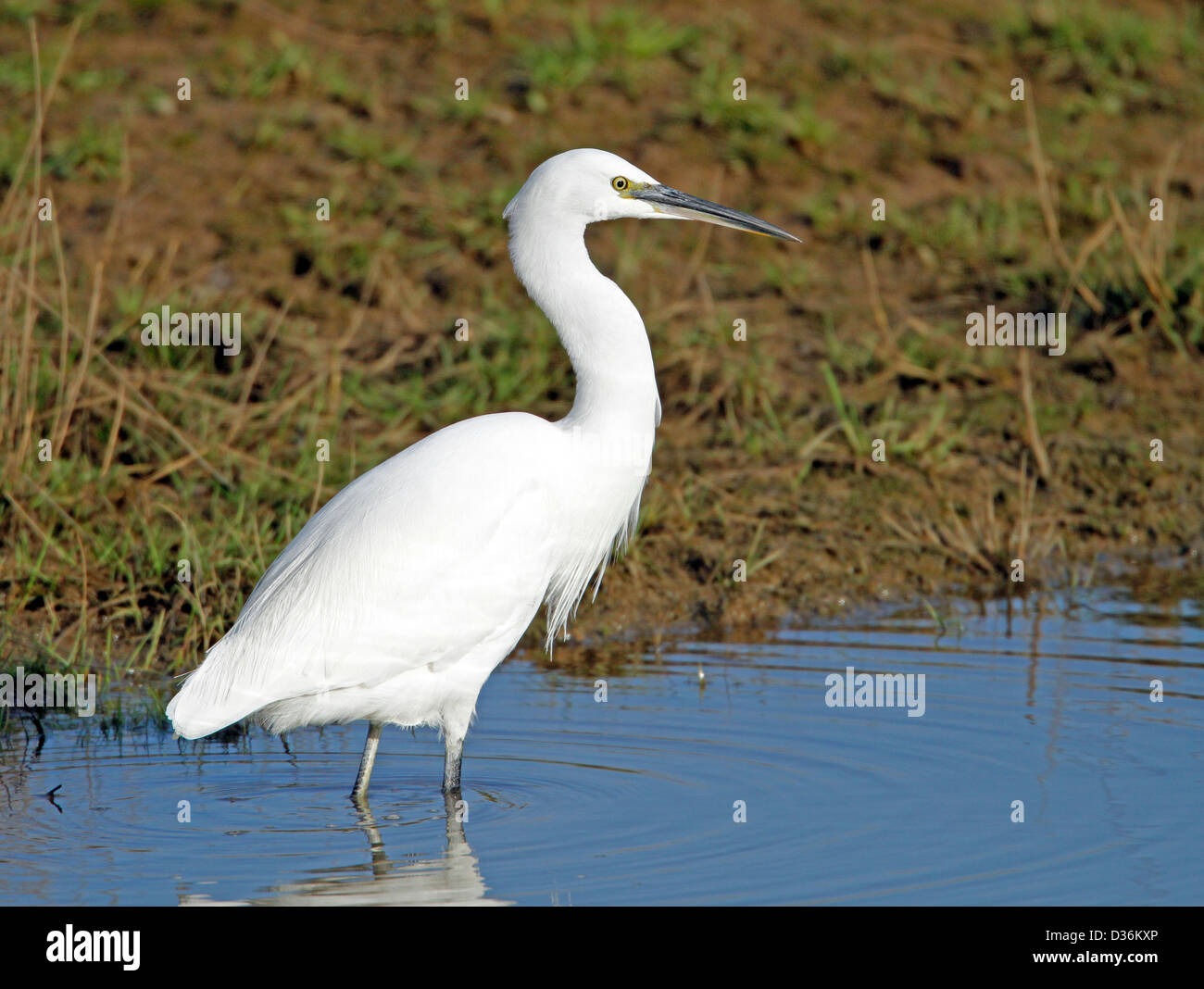 Heron like bird hi-res stock photography and images - Alamy