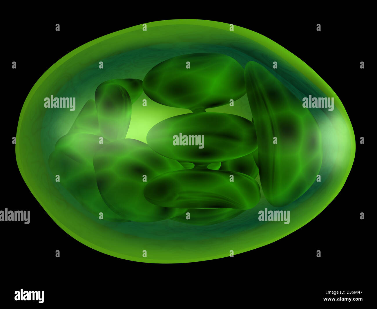 3d rendered organelle chloroplast isolated on black Stock Photo - Alamy