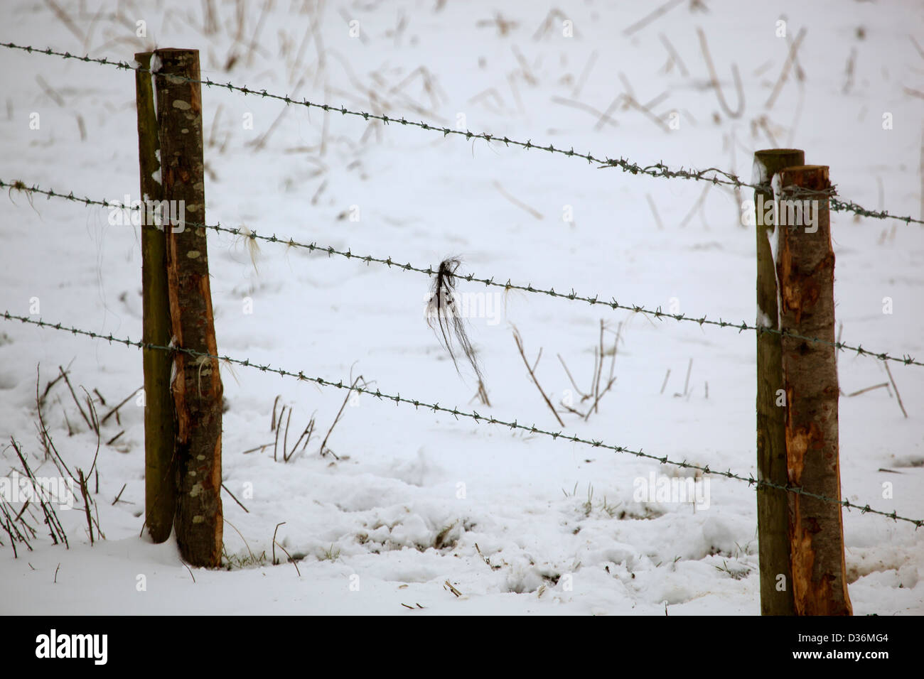 Wool Snagged in Barbed Wire Stock Photo - Alamy