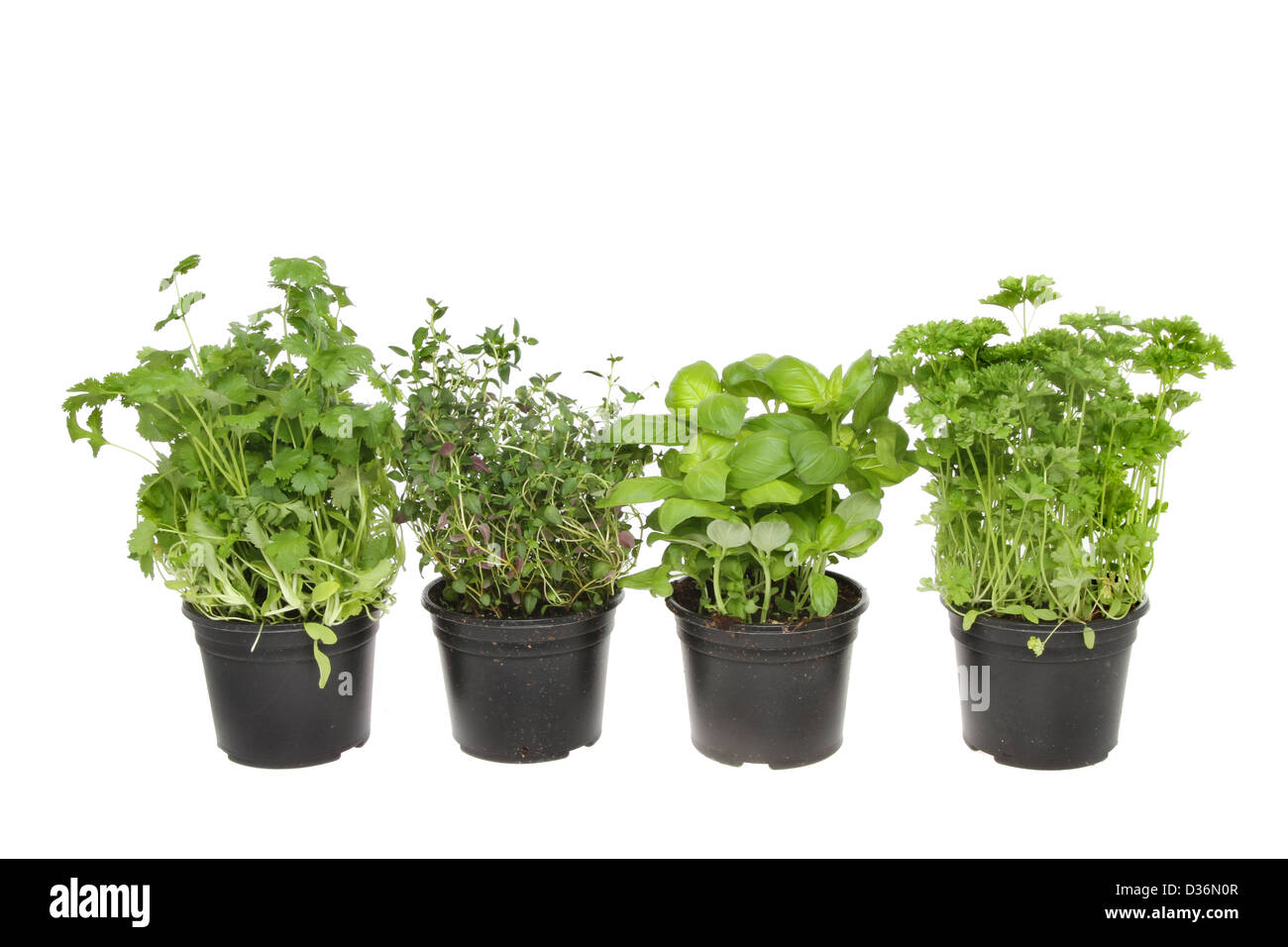 Living herbs hi-res stock photography and images - Alamy