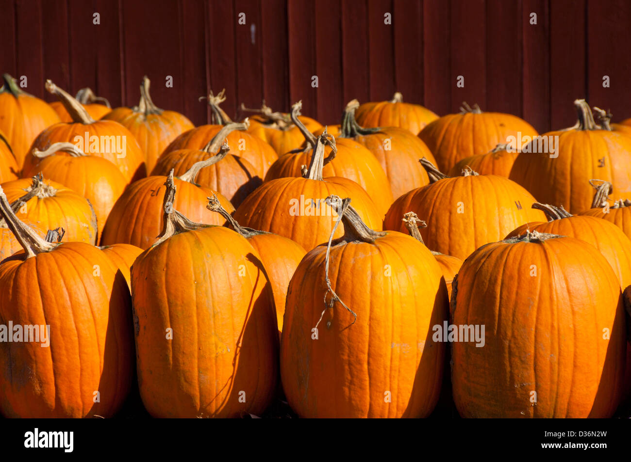 Typical New England scene of just picked pumpkins Vermont United States ...