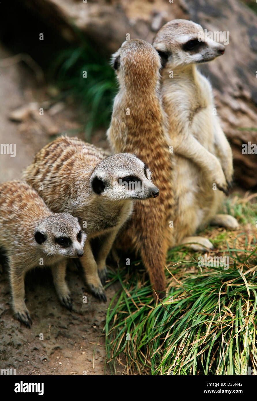 Mongoose family hi-res stock photography and images - Alamy