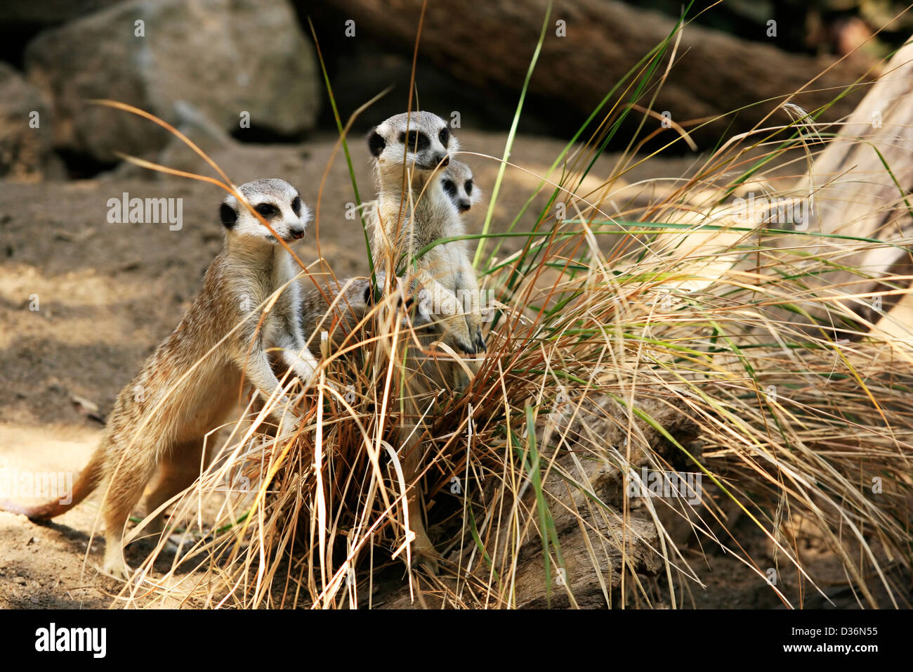 Meerkat or suricate (Suricata, suricatta) is a small mammal and a ...