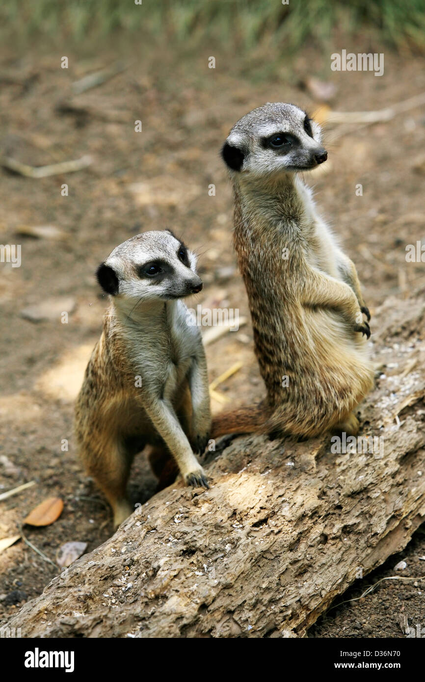 Meerkat or suricate (Suricata, suricatta) is a small mammal and a ...