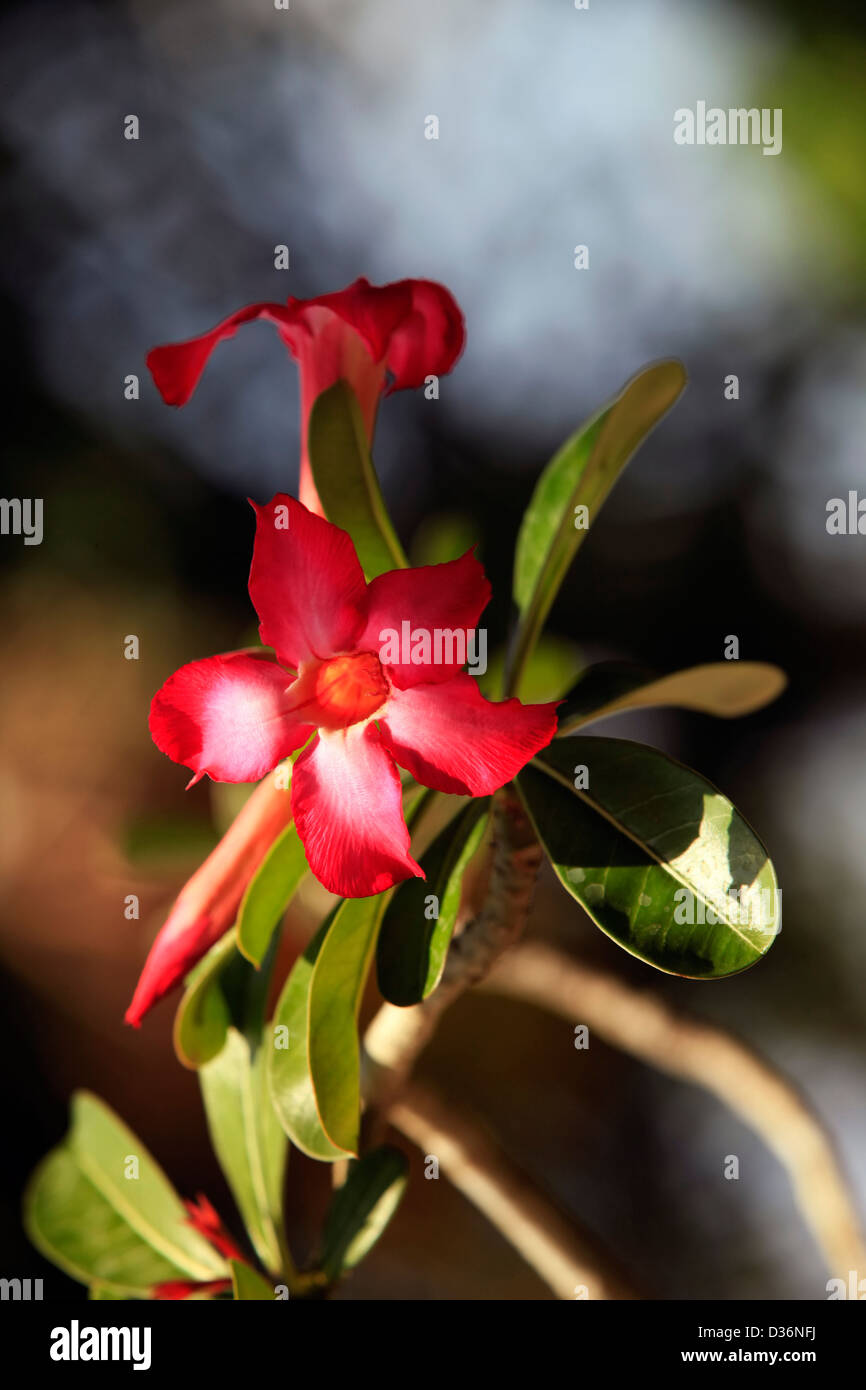 A set of beautiful tropical flower against a natural background Stock ...