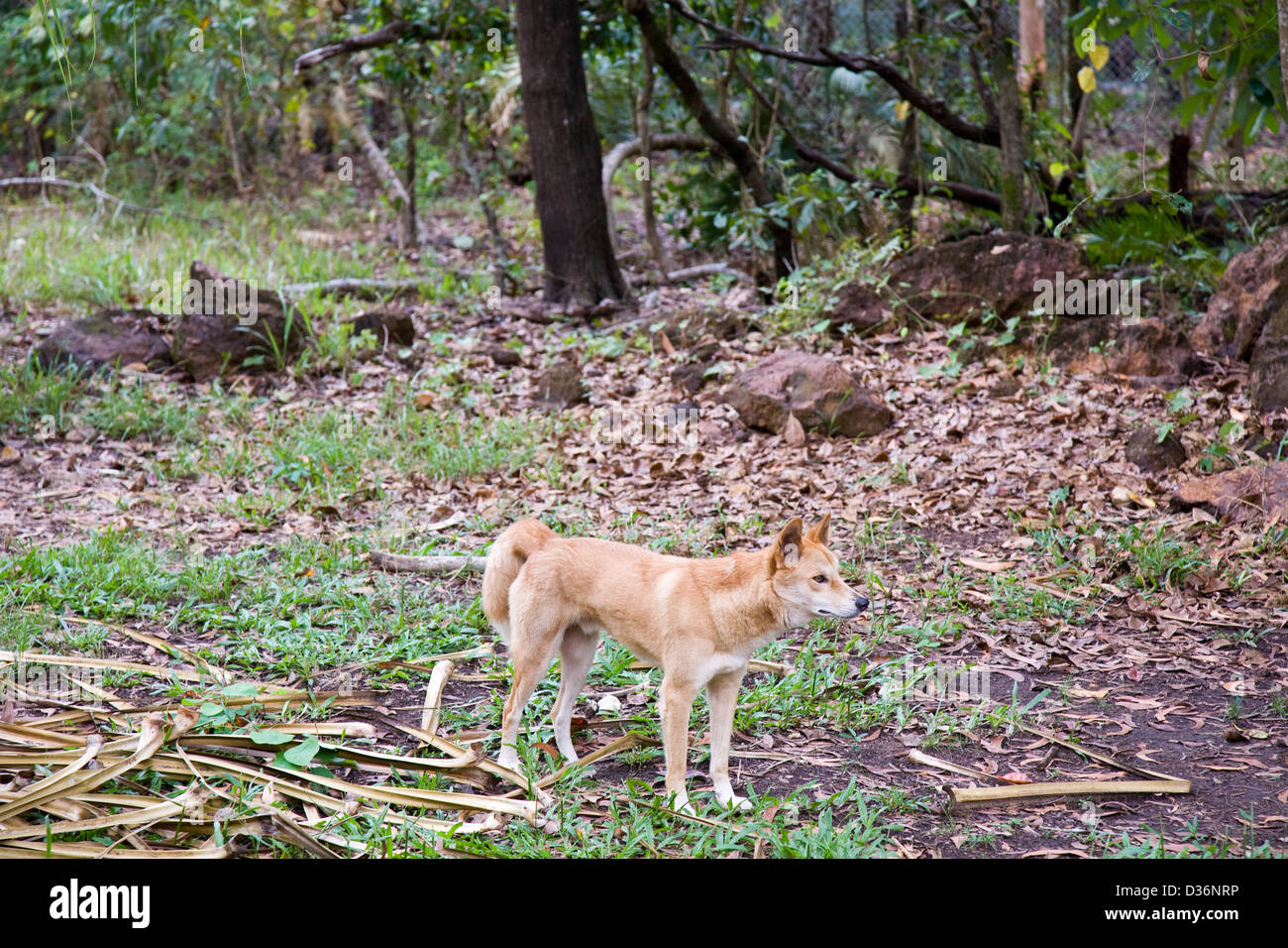 Dingo, Territory Wildlife Park, Berry Springs (near Darwin), Northern ...