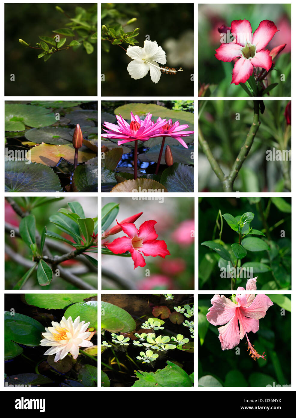 Collection of tropical flowers photos. Bali, Indonesia Stock Photo - Alamy