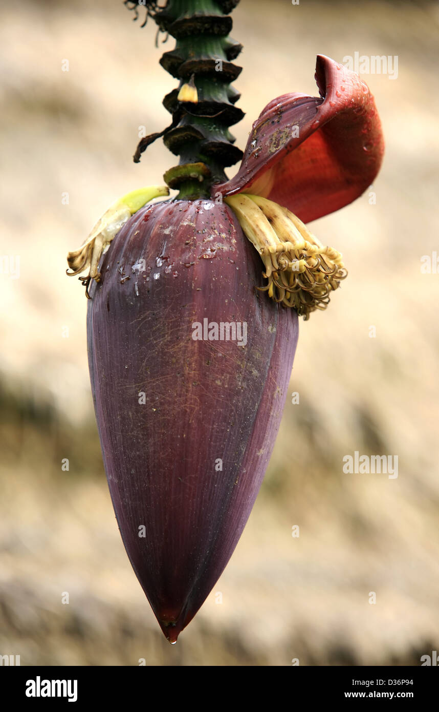 Cluster of the future fruits of a banana during flowering Stock Photo ...