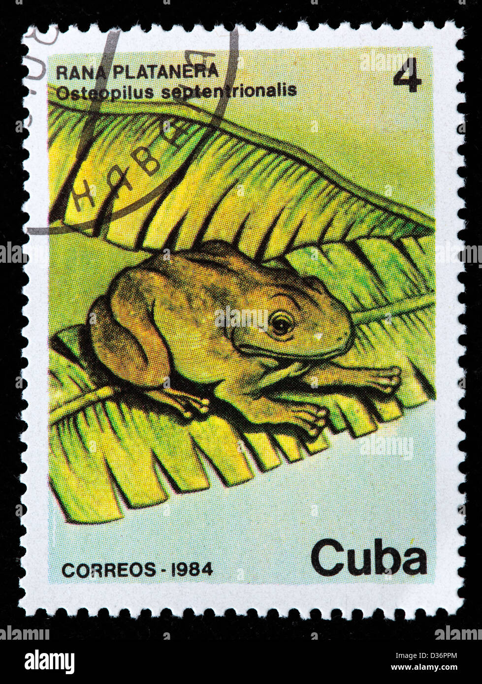 Cuban tree frog cuban tree frog hi-res stock photography and images - Alamy