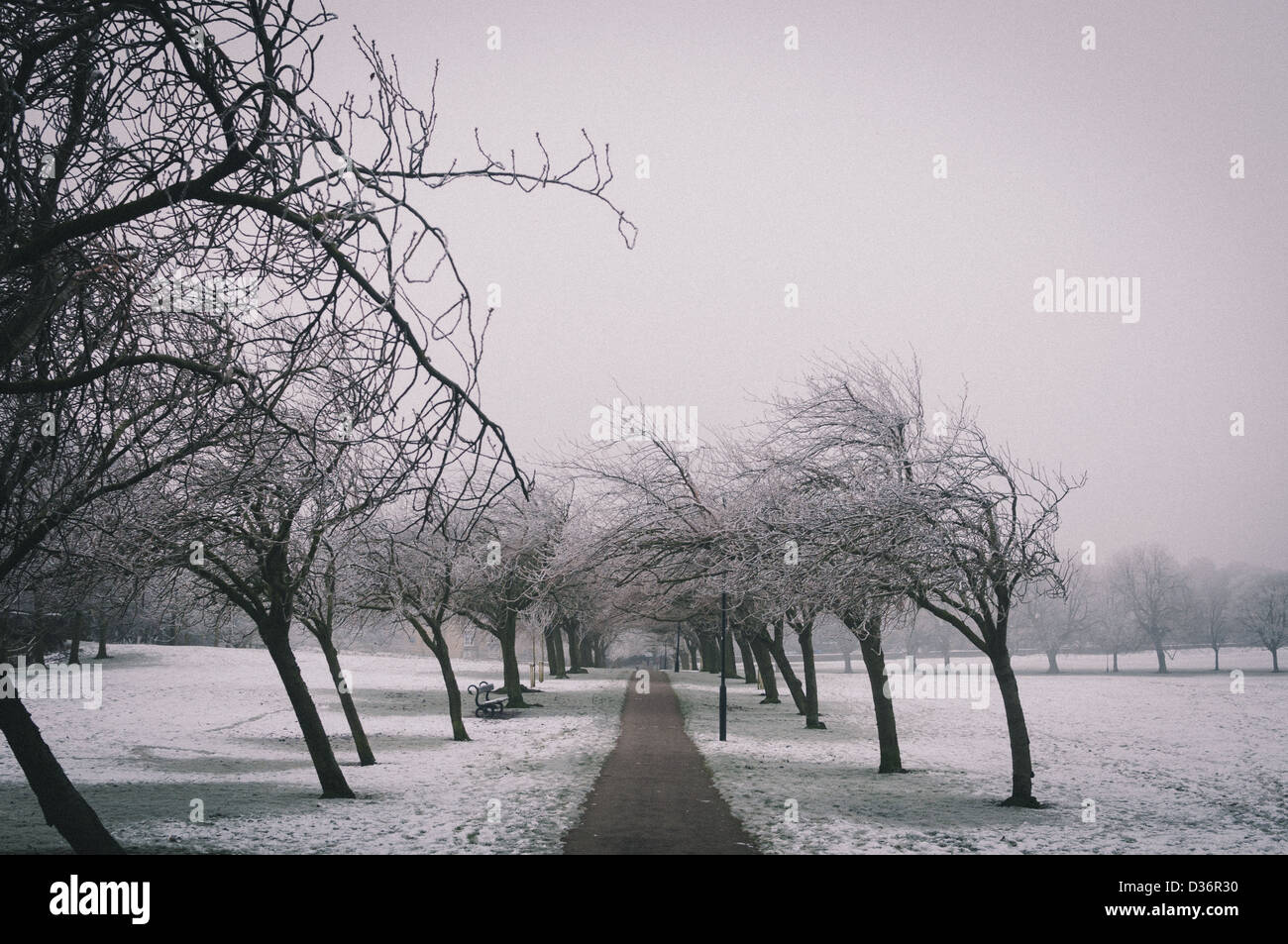 Cherry trees along a path on the snow covered Harrogate Stray in North ...