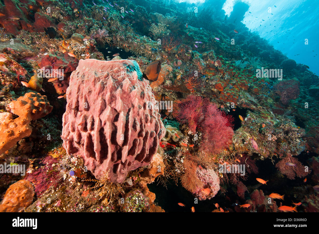 Barrel sponge and other corals and sponges on the Liberty Wreck in Bali ...
