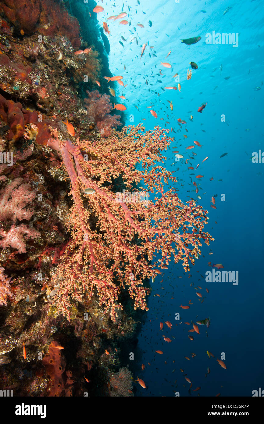 Sunken Ship On Coral Reef High Resolution Stock Photography and Images ...