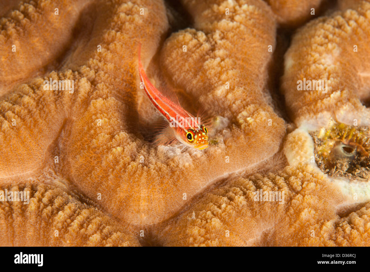 Helcogramma striatum coral fish hi-res stock photography and images - Alamy