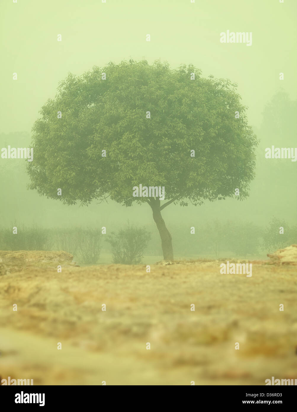 One tree in a thick morning fog - smog. India, Agra Stock Photo - Alamy