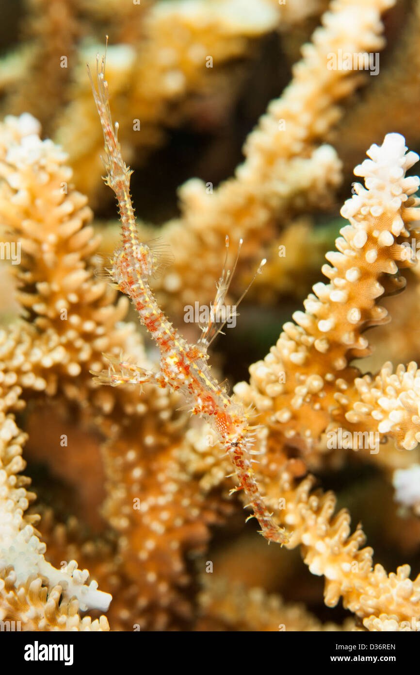 Reef pipefish hi-res stock photography and images - Alamy