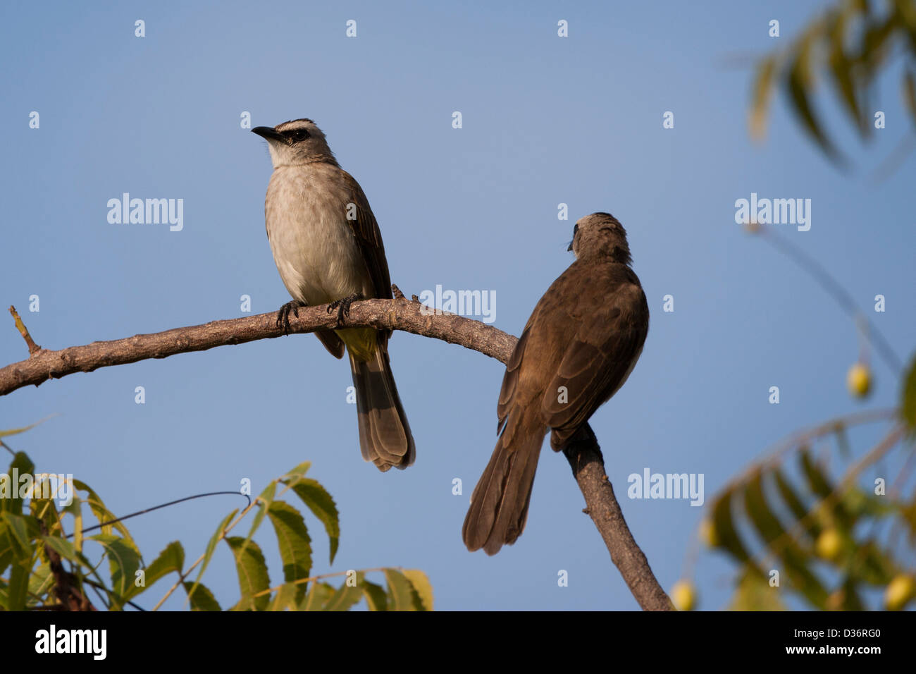 Yellow-vented Bulbul (Pycnonotus goiavier analis), pair on a branch in ...