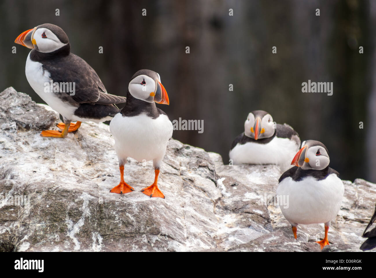 Puffins on the rocks, Farne Islands, Northumberland, England Stock ...