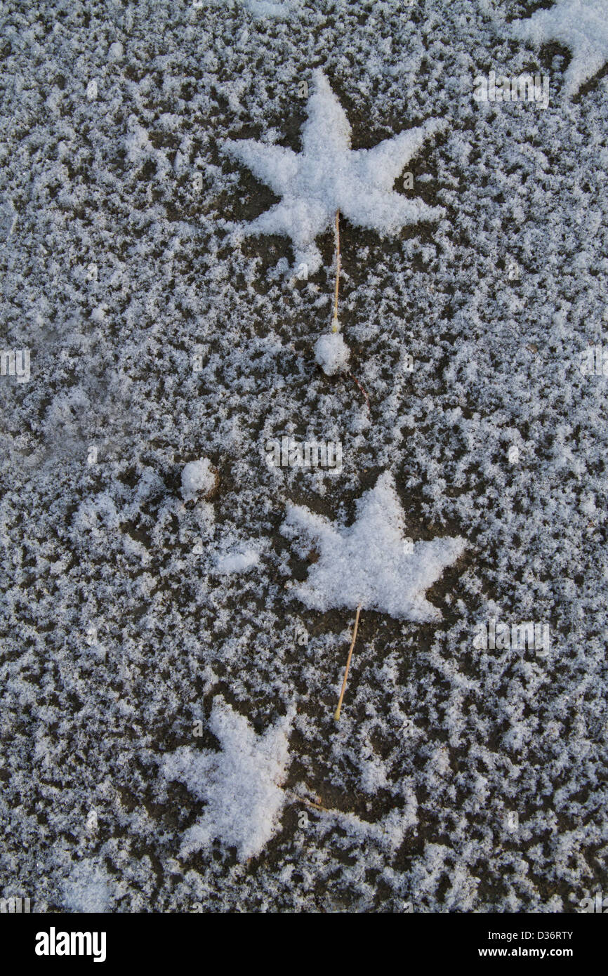 Multiple maple leaves made of snow Stock Photo - Alamy