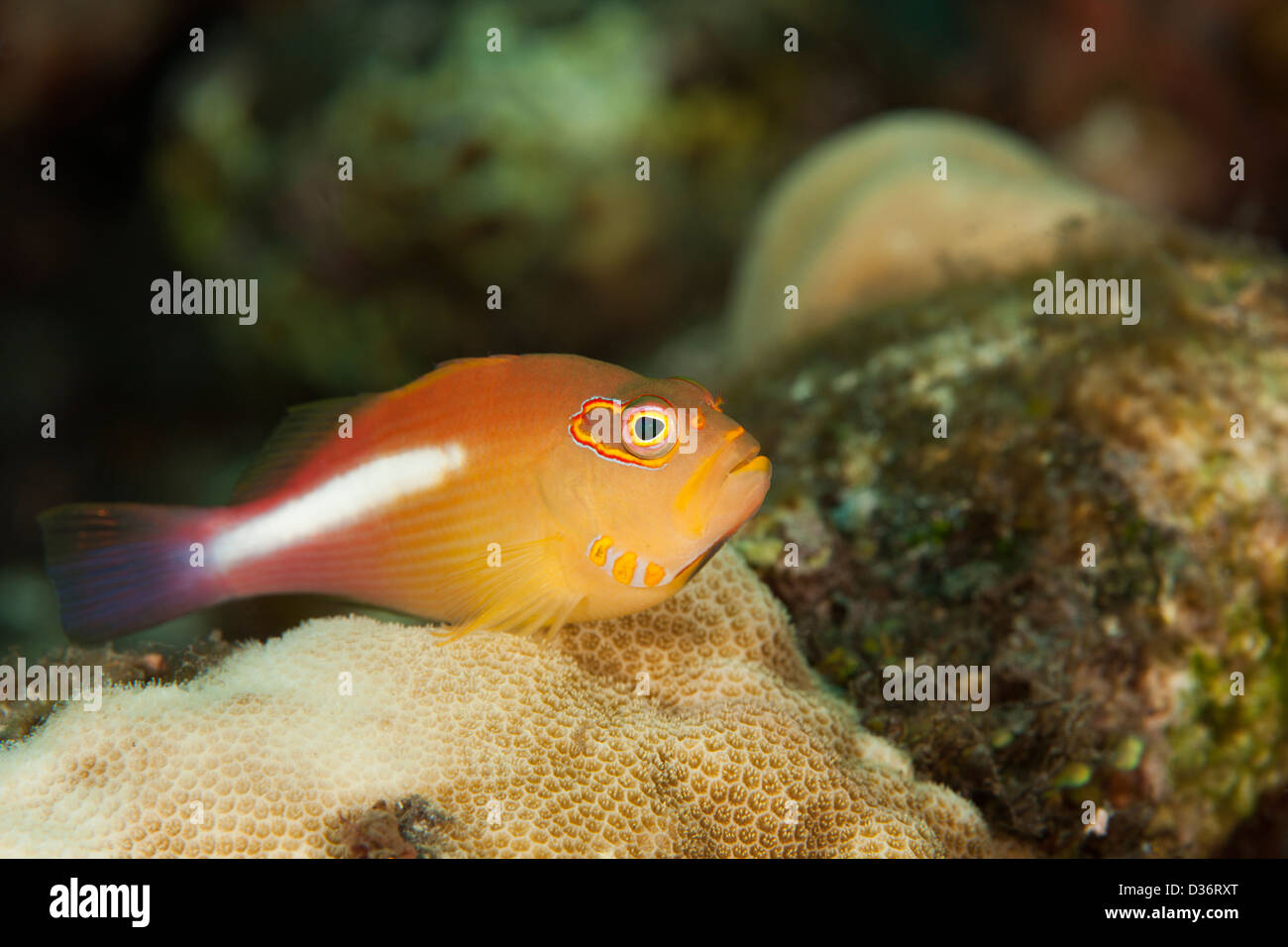 Arc eye hi-res stock photography and images - Alamy