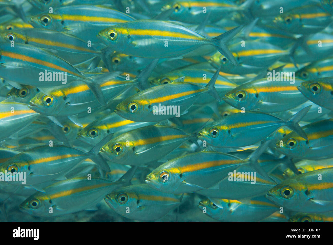 Yellowstripe Scad (Selaroides leptolepis), a large school in Bali ...