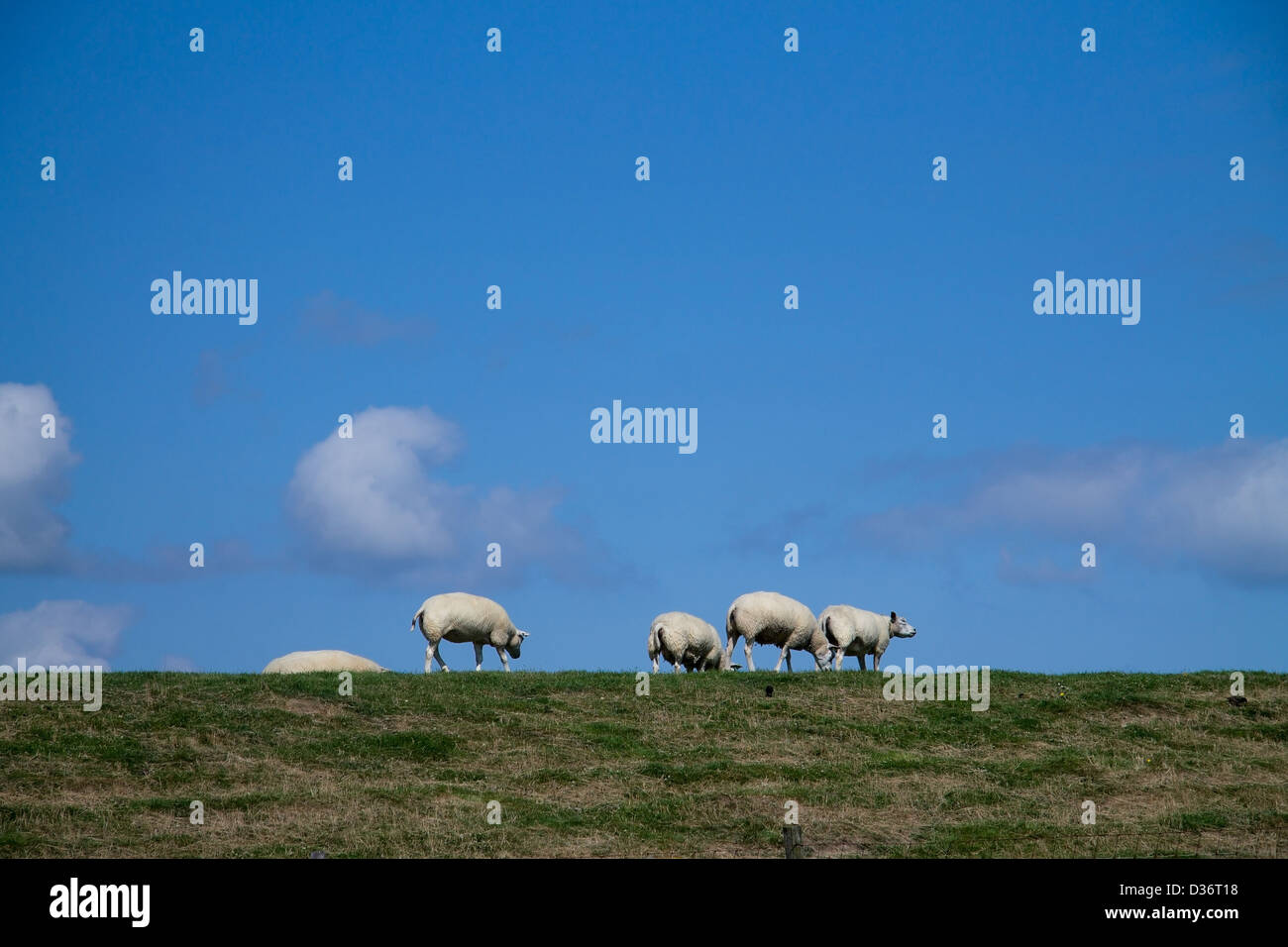 Cute sheep in a field blue sky hi-res stock photography and images - Alamy
