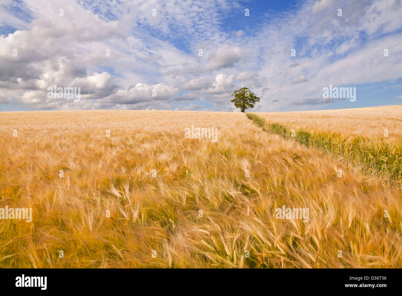 Barley field with path leading up to a single tree Stock Photo - Alamy