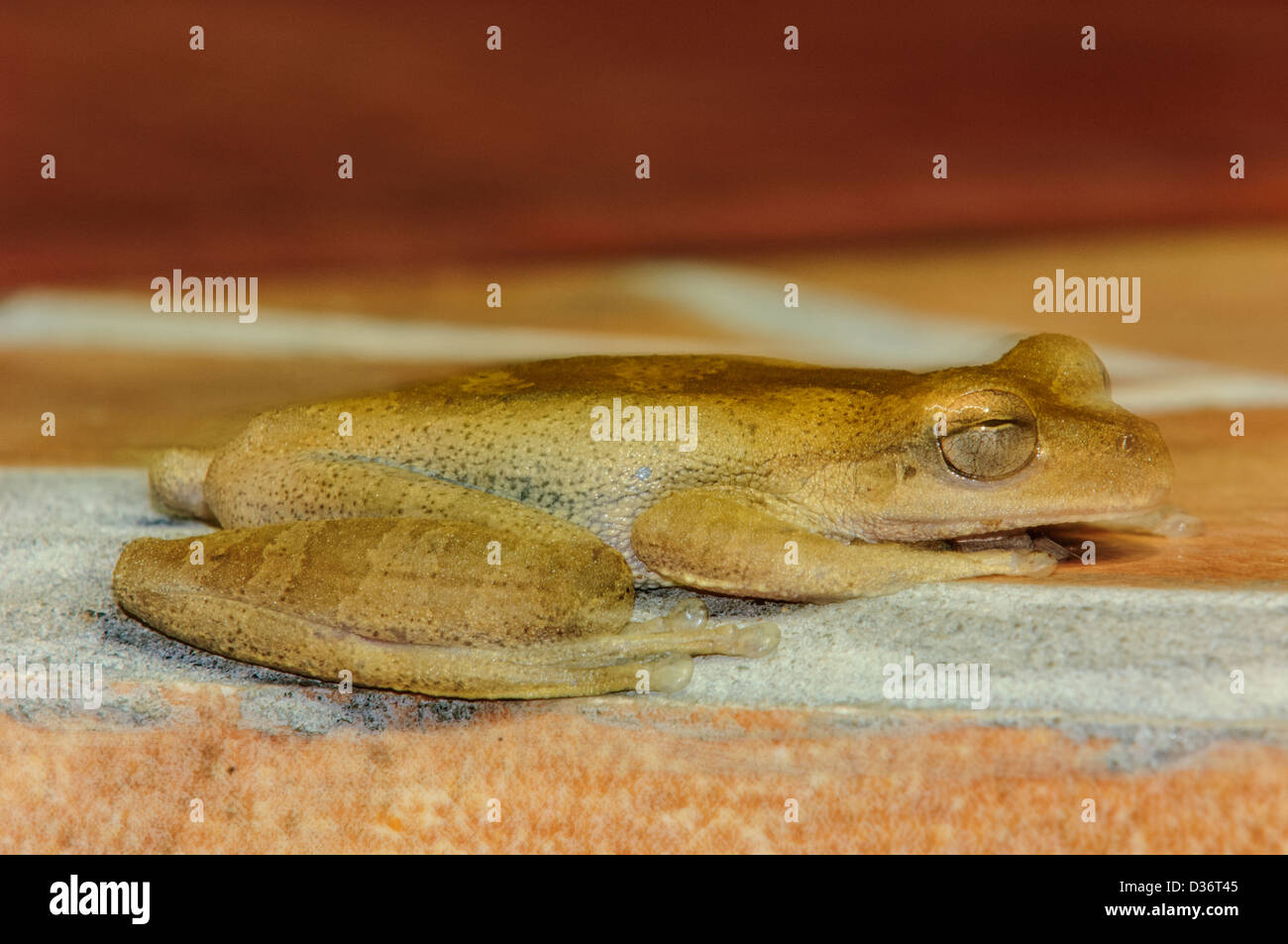 Common Rain Frog (Craugastor fitzingeri). Costa Rica Stock Photo - Alamy