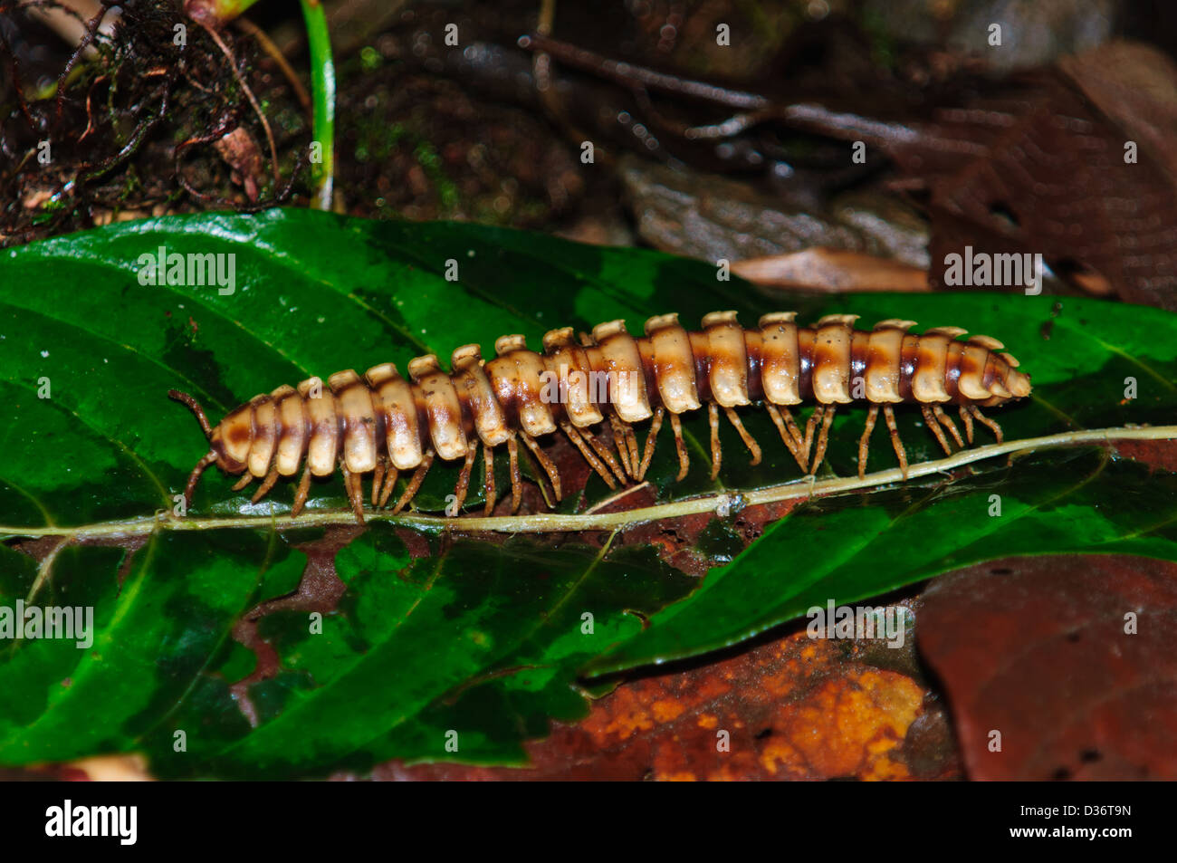 Python millipede (Nyssodesmus python) in the rainforest in Costa Rica ...