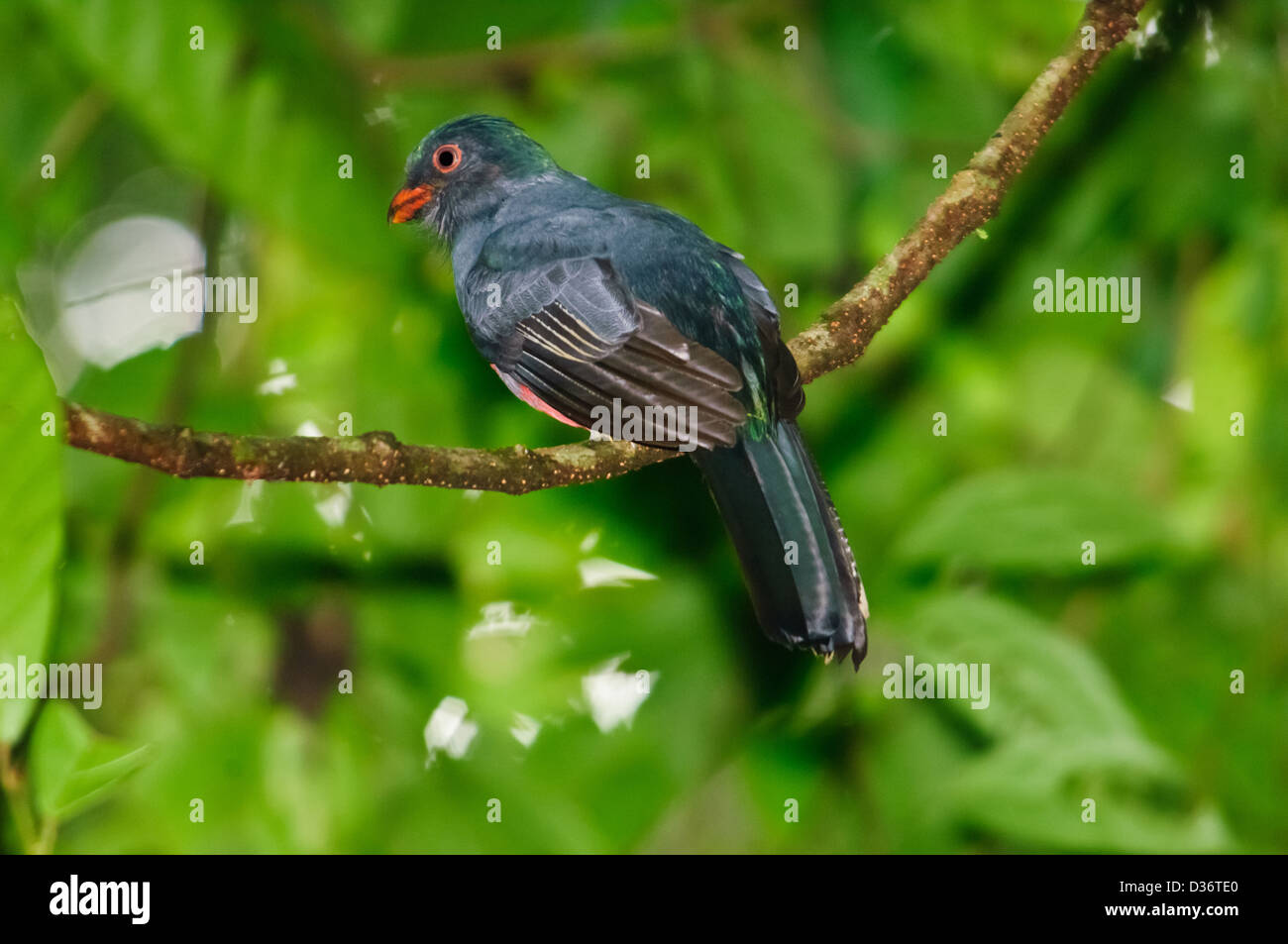 Slaty-tailed Trogon, (Trogon massena) in Costa Rica Stock Photo - Alamy