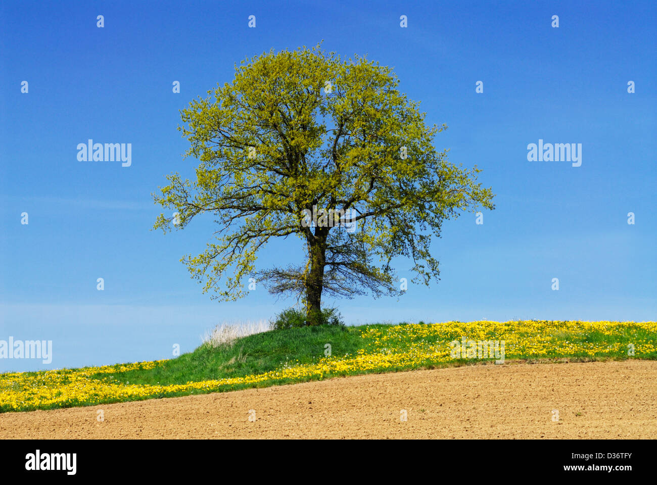 German oak tree hi-res stock photography and images - Alamy