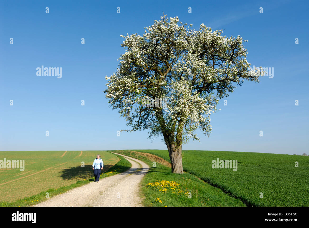 older woman walking on rural farm road under blooming pear tree Stock ...
