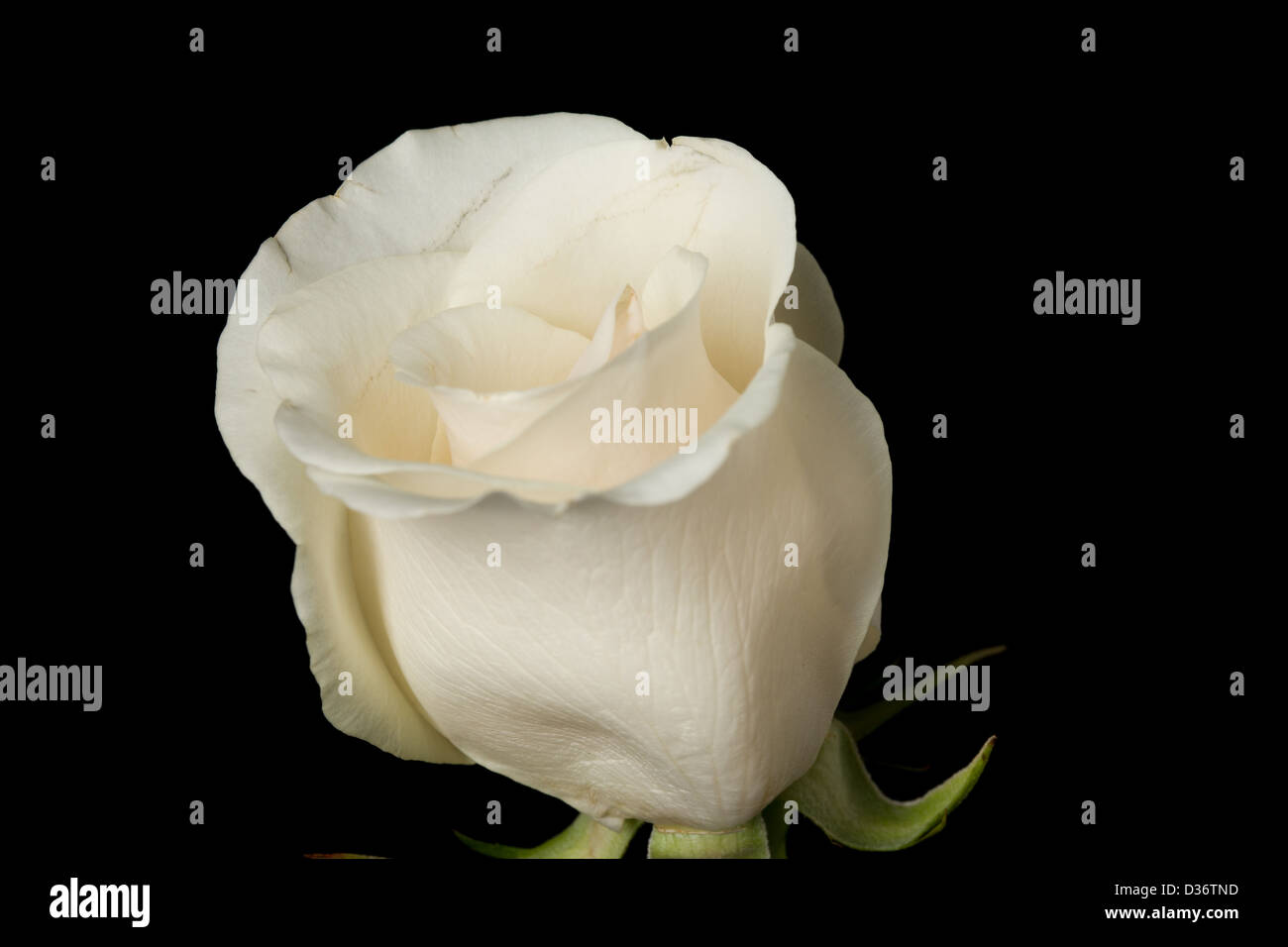 Single white rose shot against a black background Stock Photo - Alamy
