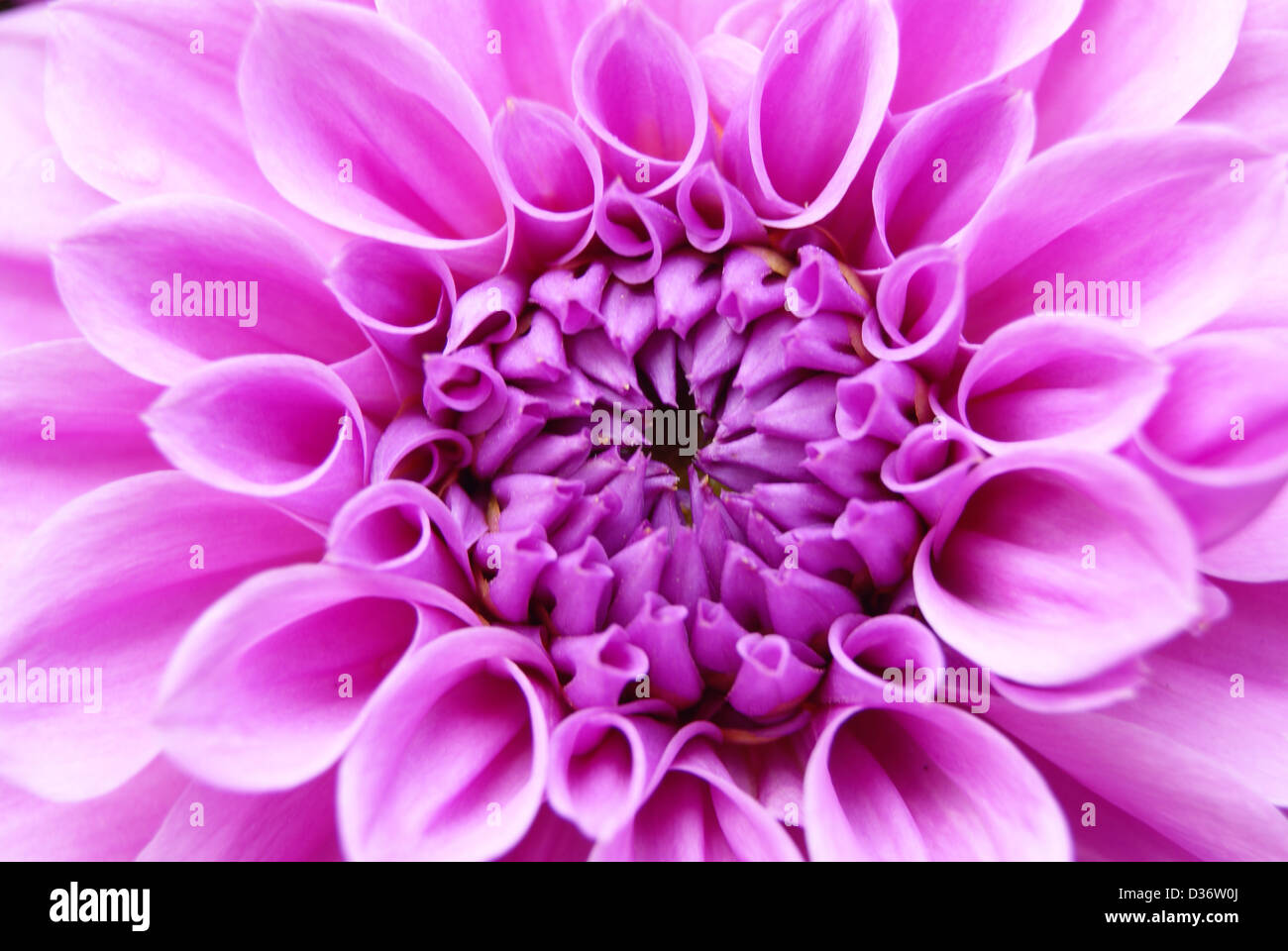 Beautiful big petals hi-res stock photography and images - Alamy