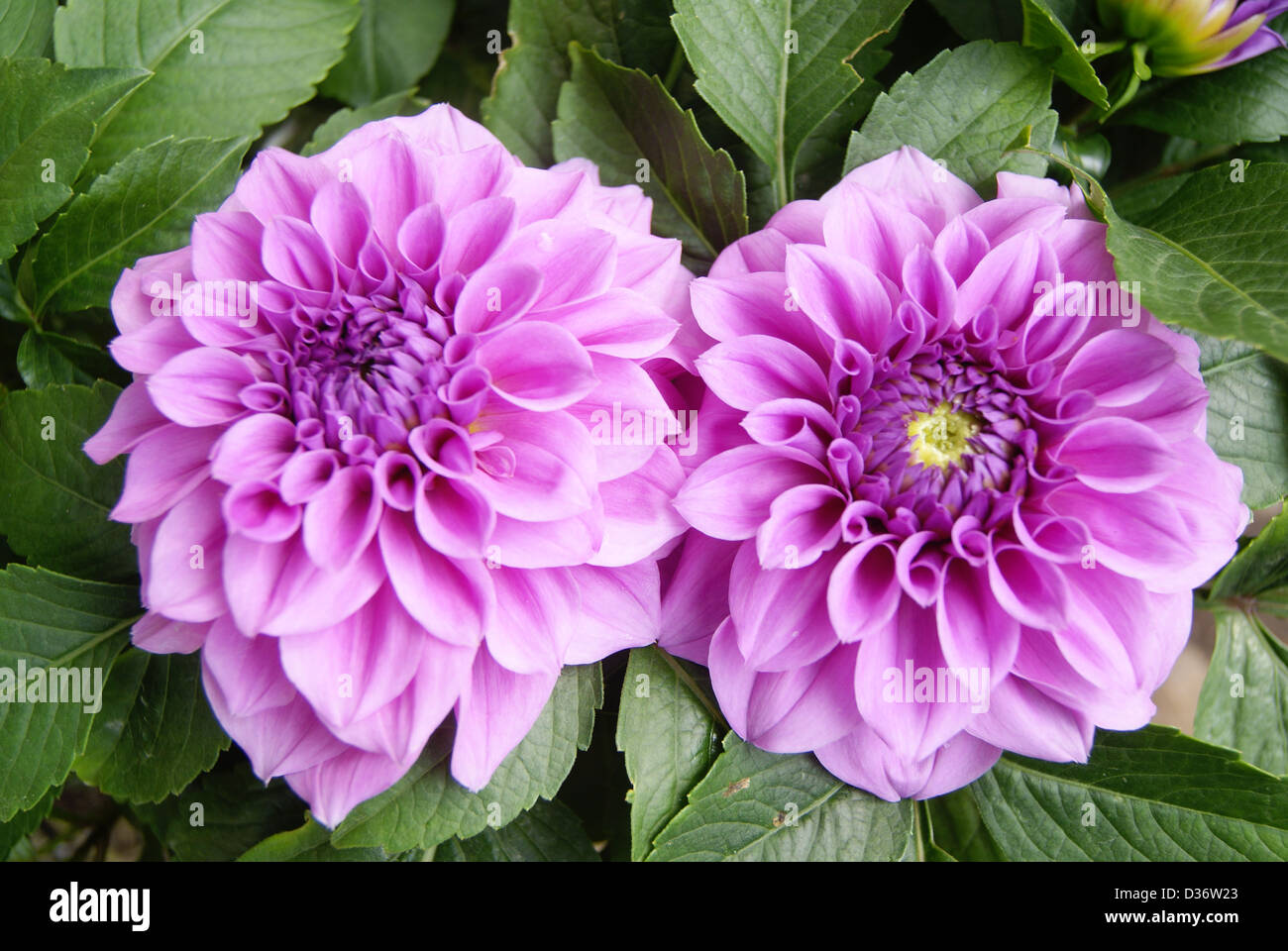 Beautiful big petals hi-res stock photography and images - Alamy