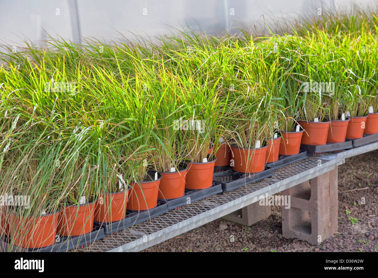 Calamagrostis karl foerster hi-res stock photography and images - Alamy