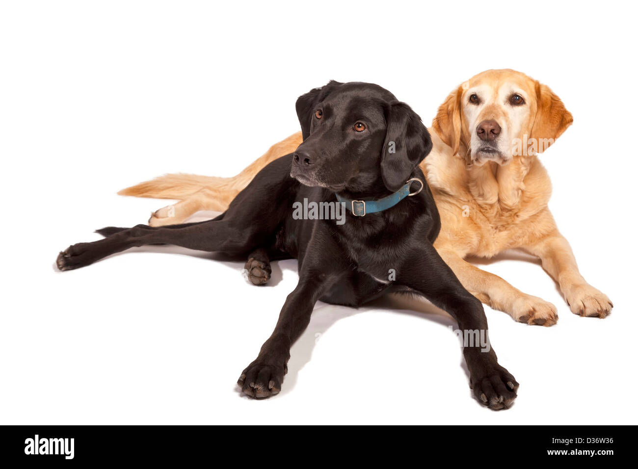 Lab black white hi-res stock photography and images - Alamy