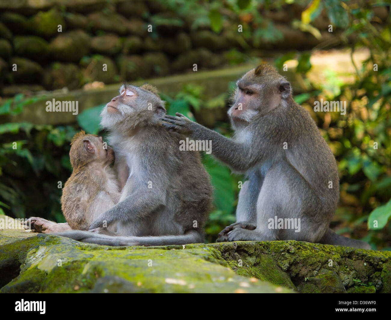 Monkeys together hi-res stock photography and images - Alamy