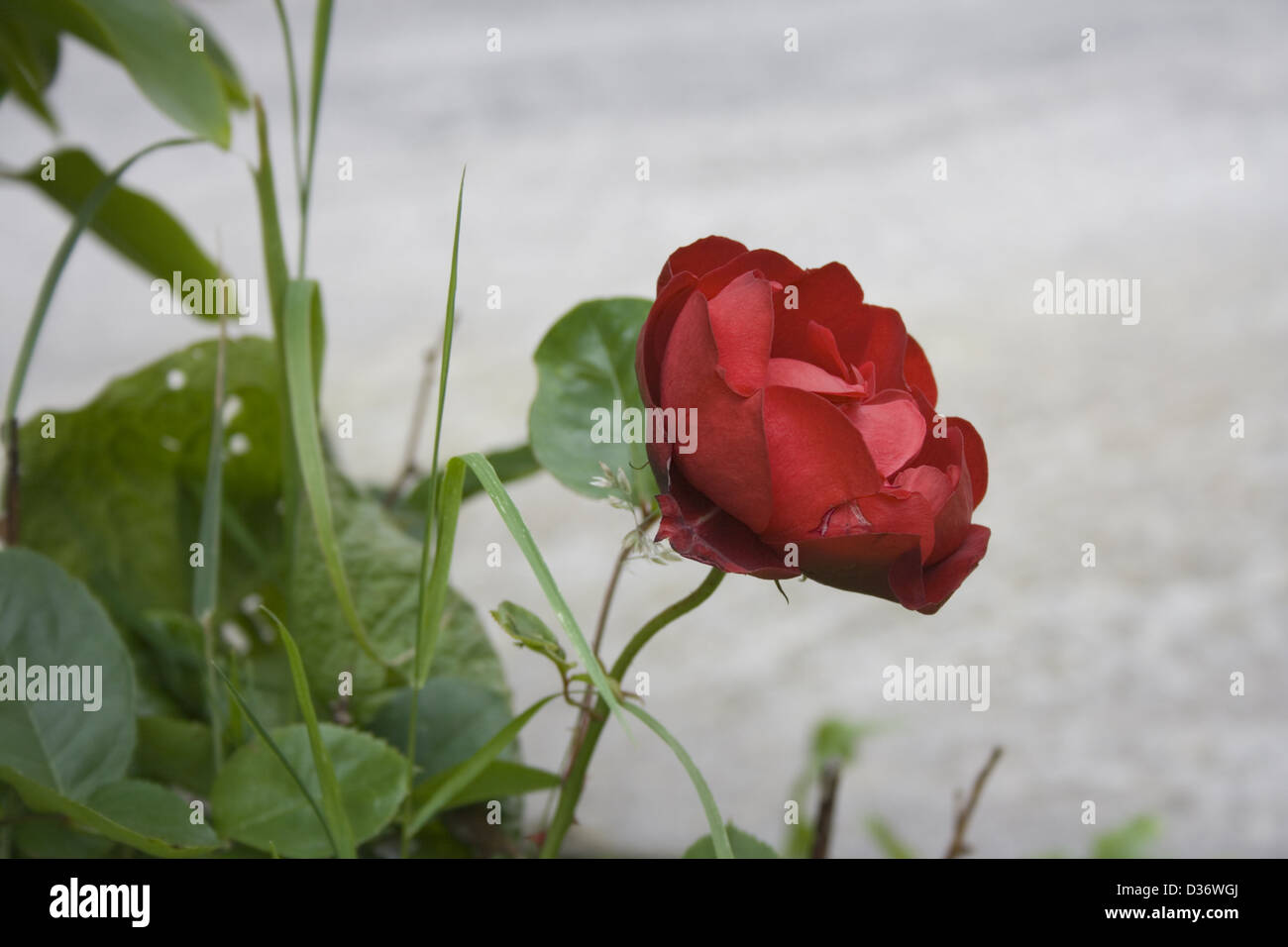 A single garden rose Stock Photo - Alamy