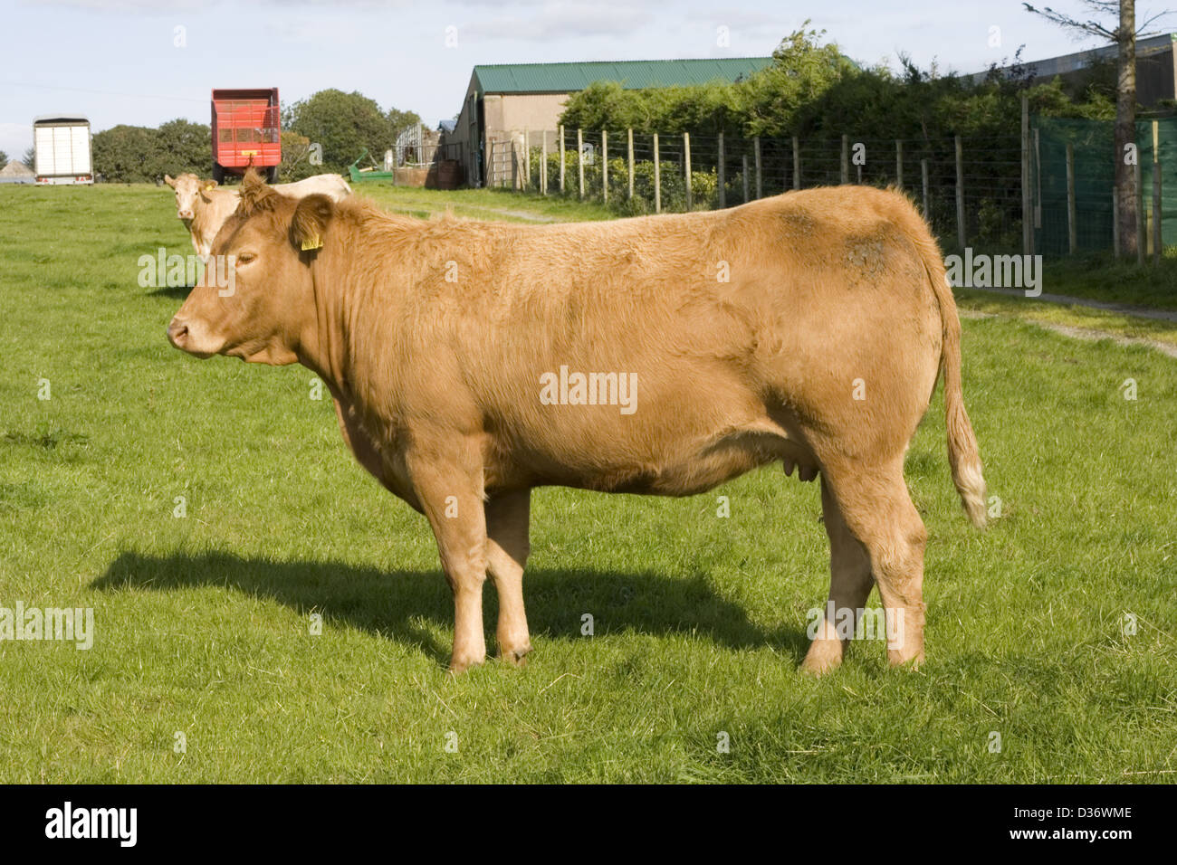 Limousin Cow in Field Stock Photo - Alamy