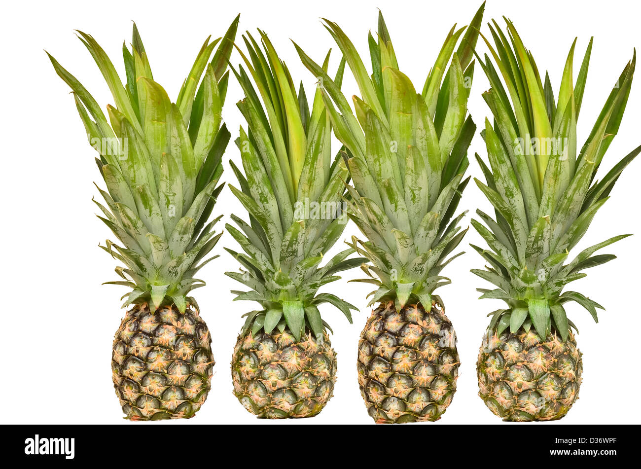 Grooved stem hi-res stock photography and images - Alamy