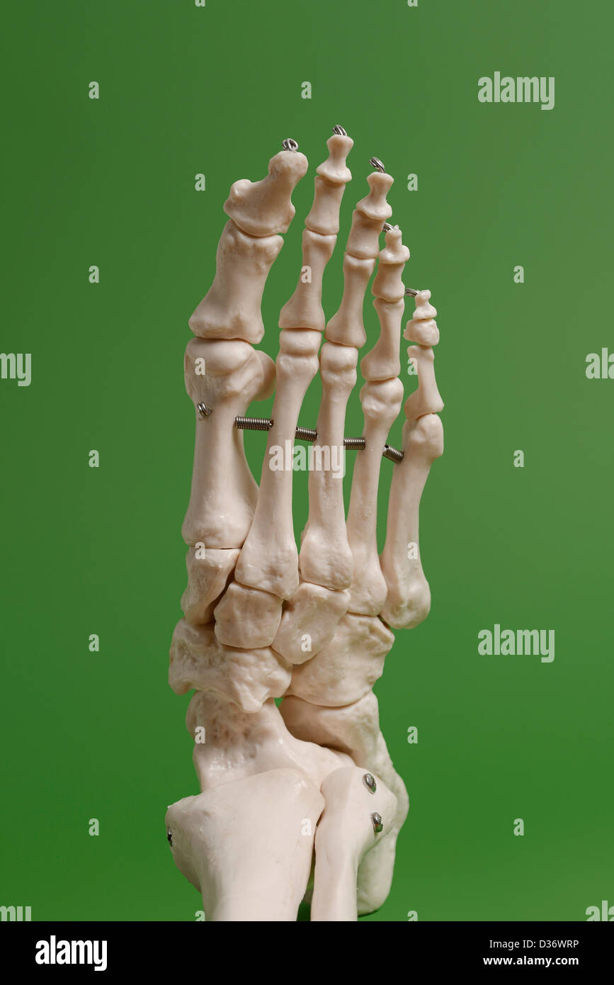 Skeleton Foot Stock Photos & Skeleton Foot Stock Images - Alamy