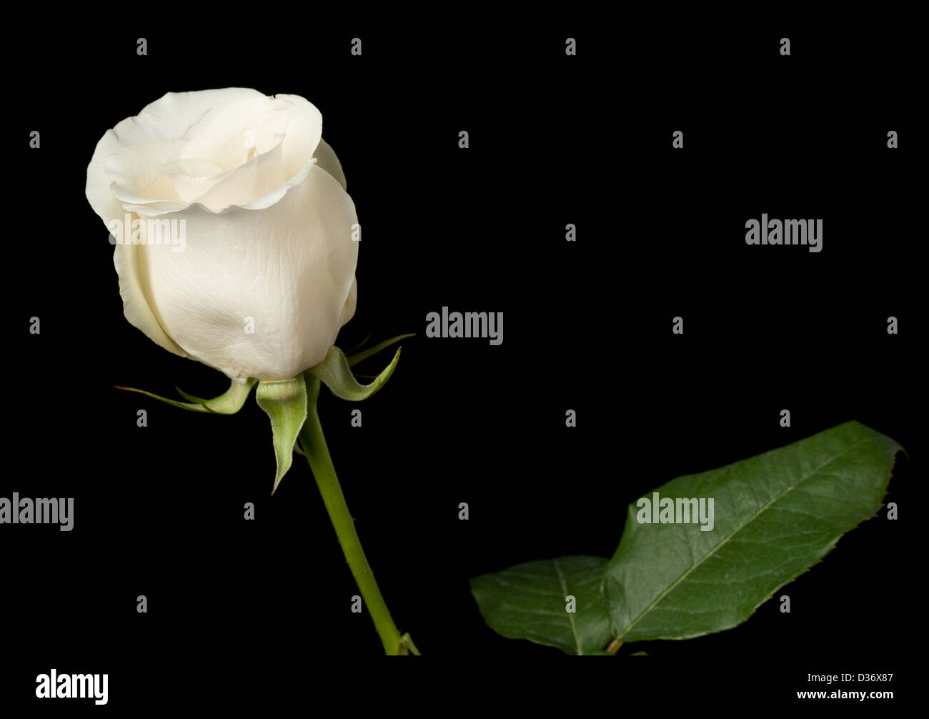 Single white rose shot against a black background Stock Photo - Alamy