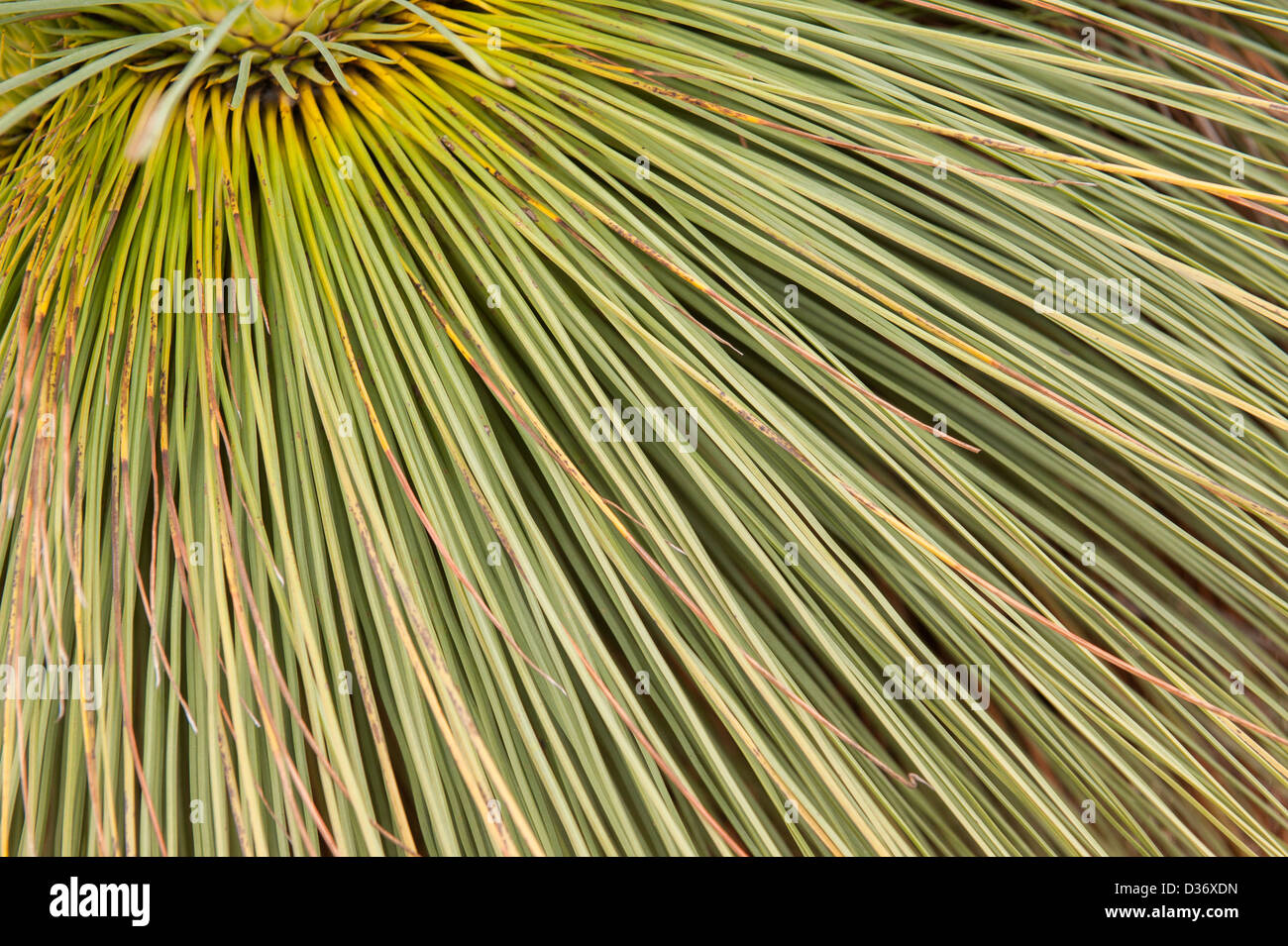 Australian native grass hi-res stock photography and images - Alamy
