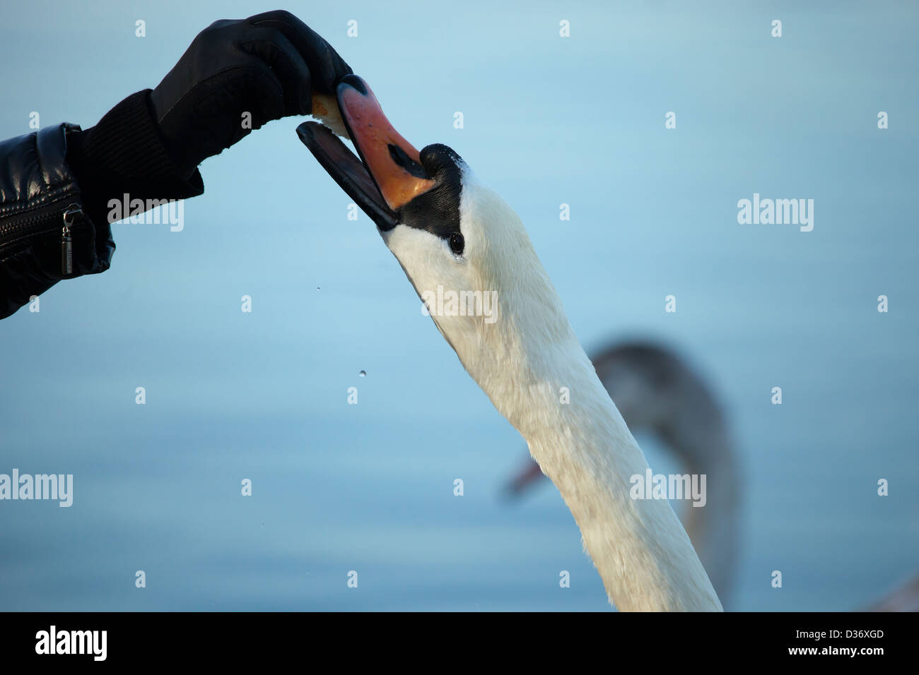Feeing wild birds hi-res stock photography and images - Alamy