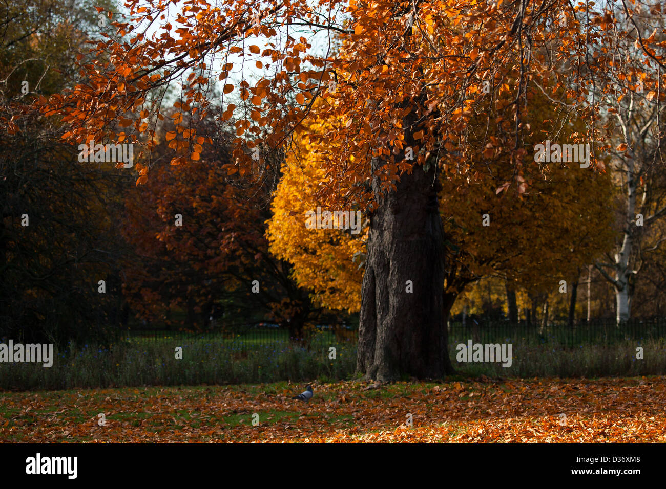 The clour of autumn hi-res stock photography and images - Alamy
