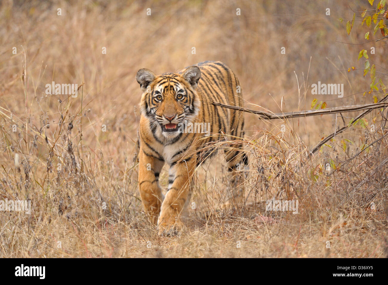 Tiger Cubs Hunting High Resolution Stock Photography and Images - Alamy