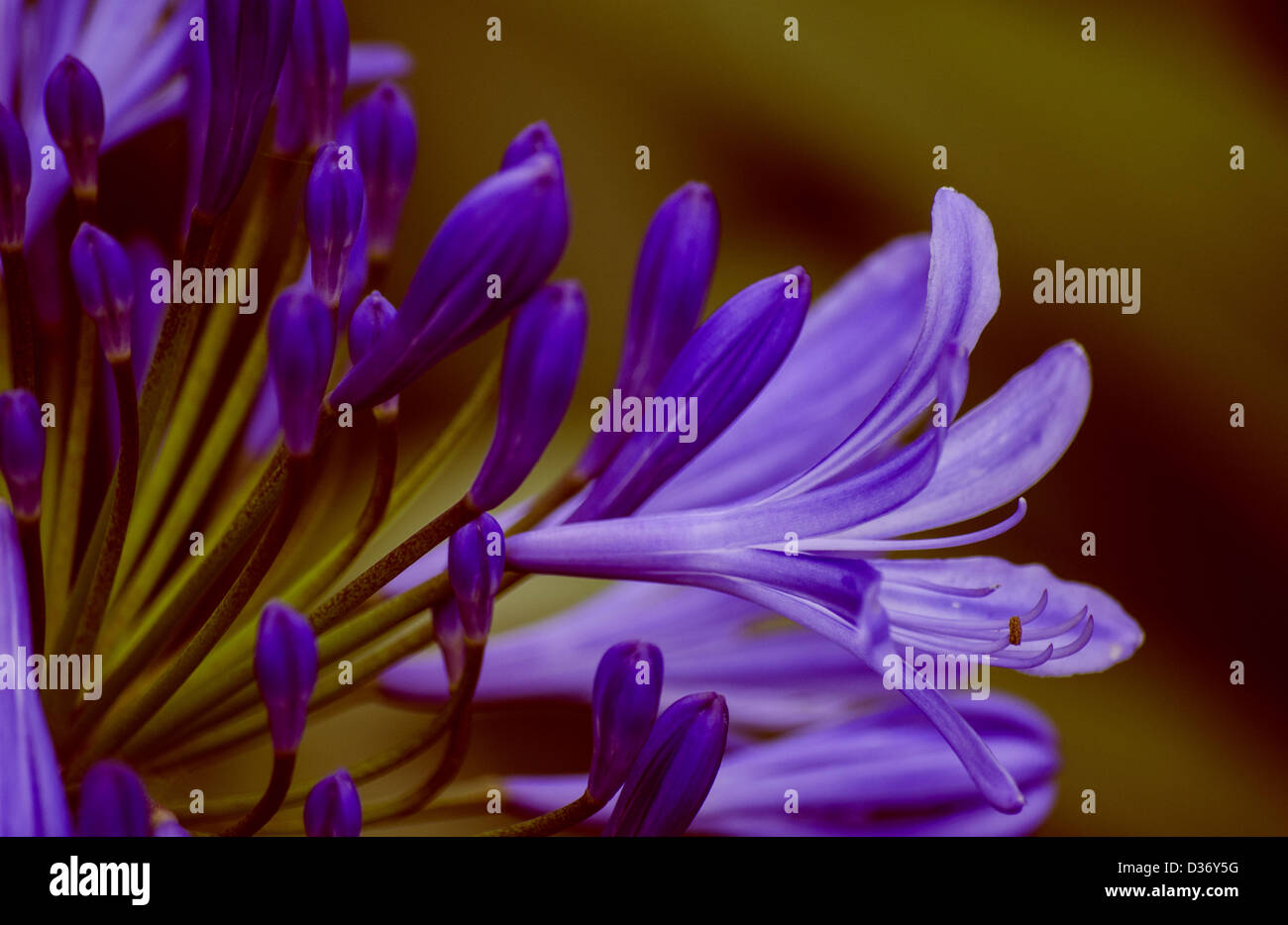 Colour color purple close up hi-res stock photography and images - Alamy