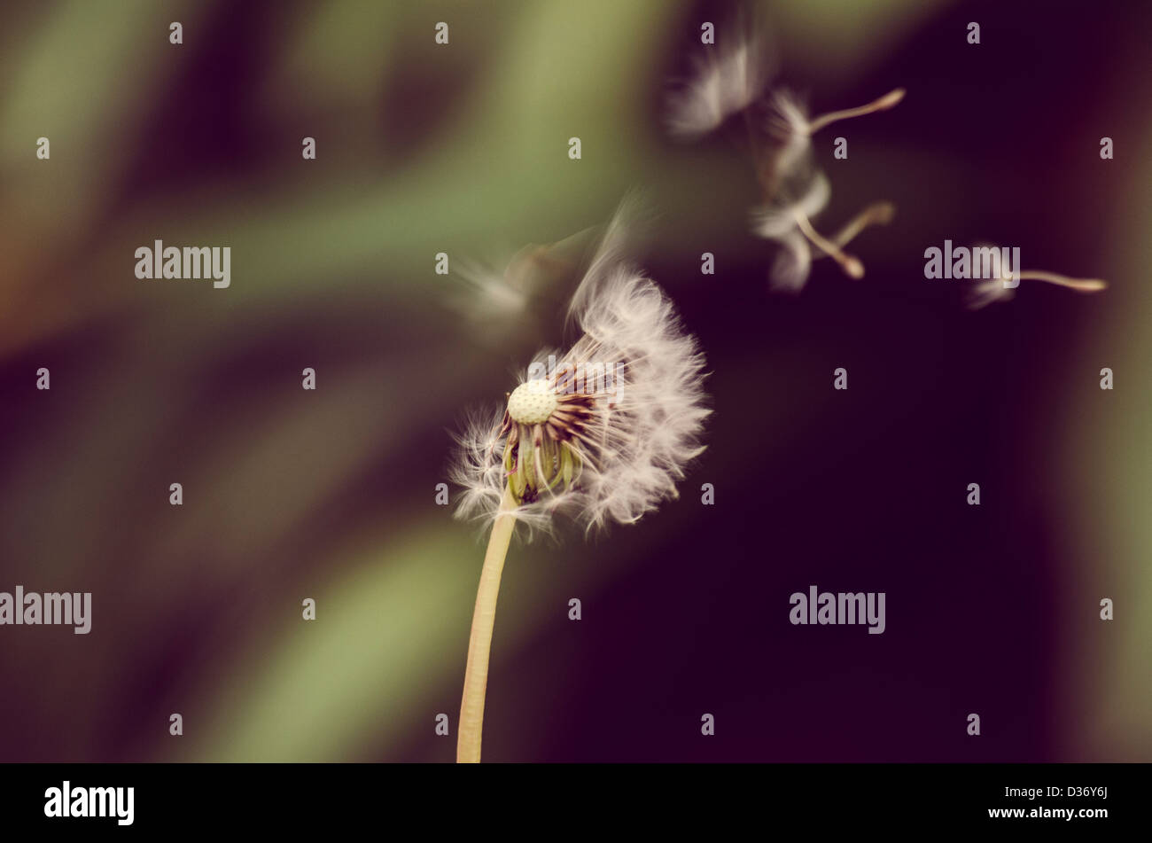 Blown dandelion hi-res stock photography and images - Alamy